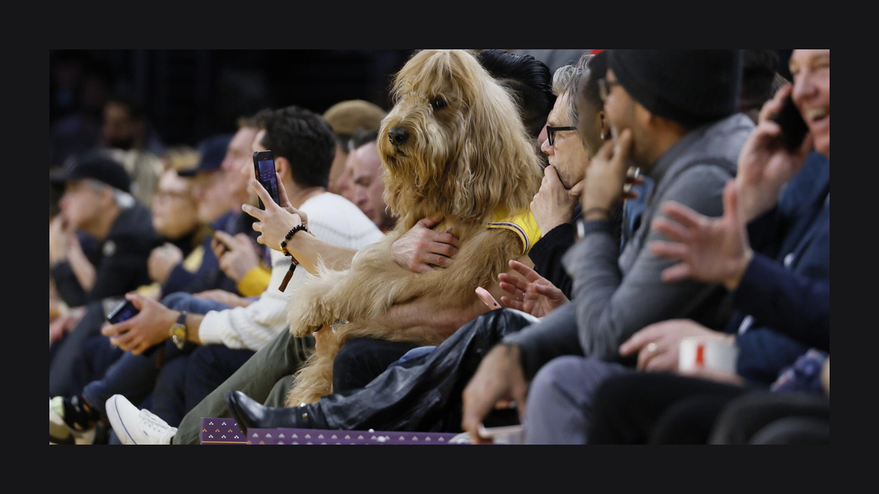 The million-dollar dog Brodie the Goldendoodle has ventured into ...